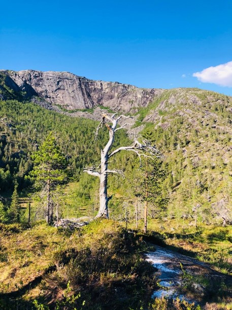 RAGO RUNDEN :: Sten Robert