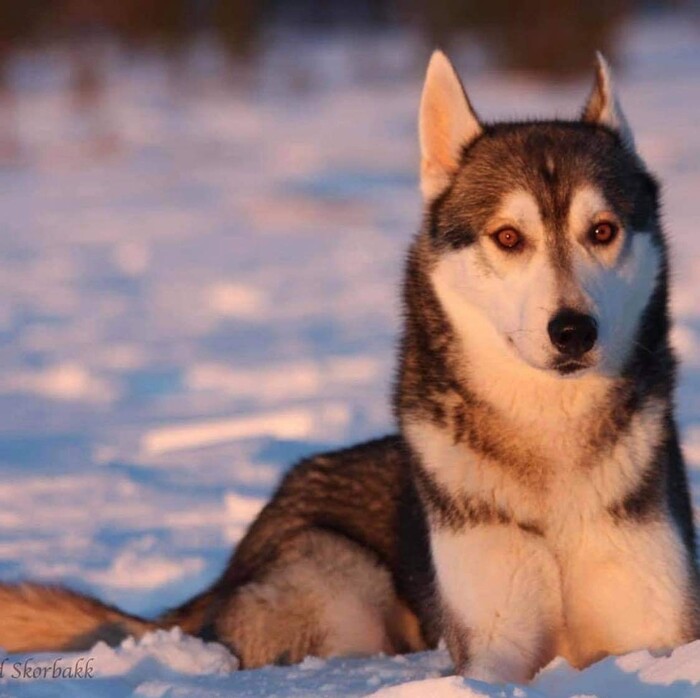 Vinter: Dog sledding :: Sten Robert
